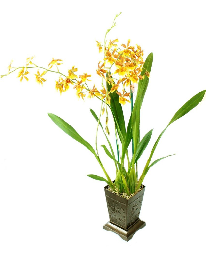 Corporate Gifts | Turtle Pond Orchids